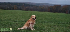 Stud Dogs the United States | Breed Your Dog