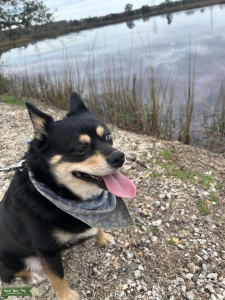 Stud Dogs the United States | Breed Your Dog