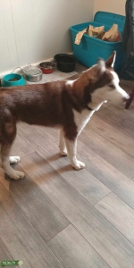 Stud Dogs the United States | Breed Your Dog