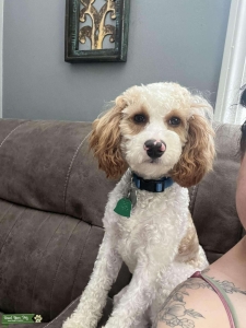 Stud Dogs the United States | Breed Your Dog