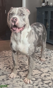 Stud Dogs the United States | Breed Your Dog