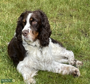 Stud Dogs the United States | Breed Your Dog