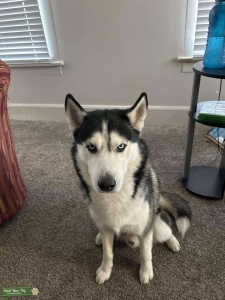 Stud Dogs the United States | Breed Your Dog