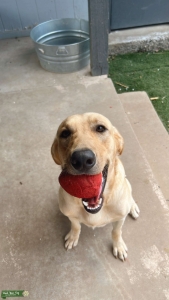 Labrador Retriever Stud Dogs Available Now in the United States | Breed ...