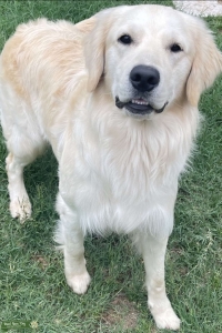 Golden Retriever Stud Dogs Available Now in the United States | Breed ...