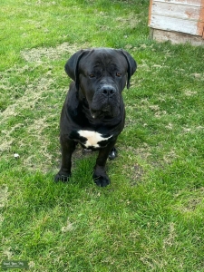 Stud Dogs the United Kingdom | Breed Your Dog