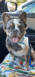 French Bulldog Stud Dogs Available Now in the United States | Breed ...