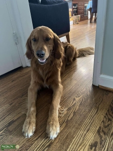 Golden Retriever Stud Dogs Available Now in the United States | Breed ...