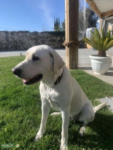 Labrador Retriever Stud Dogs Available Now in the United States | Breed ...