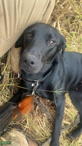 Labrador Retriever Stud Dogs Available Now in the United States | Breed ...