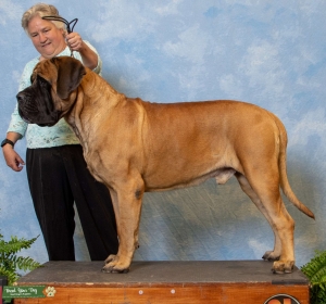 Stud Dogs the United States | Breed Your Dog