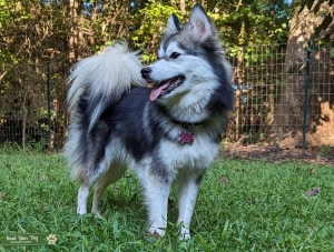 Stud Dogs the United States | Breed Your Dog