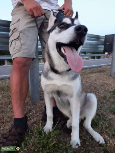 Stud Dogs the United States | Breed Your Dog