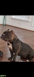 Stud Dogs the United States | Breed Your Dog