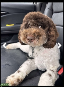 Poodle Stud Dogs Available Now in the United States | Breed Your Dog