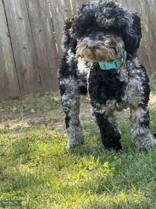 Stud Dogs the United States | Breed Your Dog