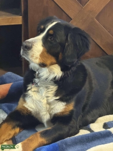 Stud Dogs the United States | Breed Your Dog