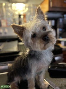 Stud Dogs the United States | Breed Your Dog