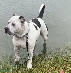 Stud Dogs the United States | Breed Your Dog