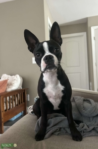 Stud Dogs the United States | Breed Your Dog