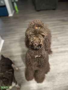 Stud Dogs the United States | Breed Your Dog