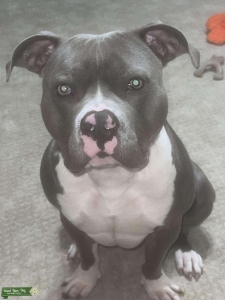 Stud Dogs the United States | Breed Your Dog