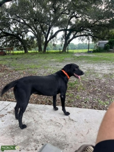 Stud Dogs the United States | Breed Your Dog