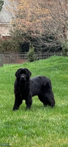 Stud Dogs the United States | Breed Your Dog