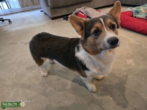 Stud Dogs the United States | Breed Your Dog