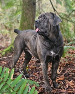 Stud Dogs the United States | Breed Your Dog