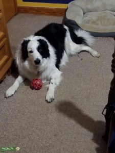 Stud Dogs the United States | Breed Your Dog