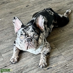 Stud Dogs the United States | Breed Your Dog