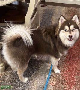 Stud Dogs the United States | Breed Your Dog