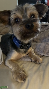 Stud Dogs the United States | Breed Your Dog