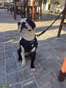 Stud Dogs the United States | Breed Your Dog