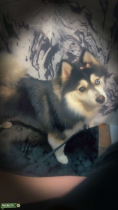 Stud Dogs the United States | Breed Your Dog