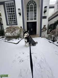 Stud Dogs the United States | Breed Your Dog