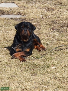 Stud Dogs the United States | Breed Your Dog