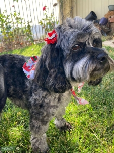 Stud Dogs the United States | Breed Your Dog