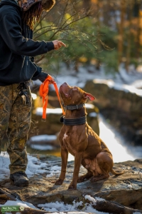 Stud Dogs the United States | Breed Your Dog