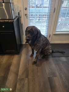 Stud Dogs the United States | Breed Your Dog