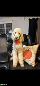 Stud Dogs the United States | Breed Your Dog