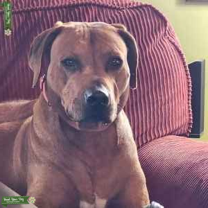 Stud Dogs the United States | Breed Your Dog