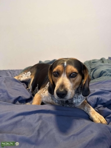 Stud Dogs the United States | Breed Your Dog