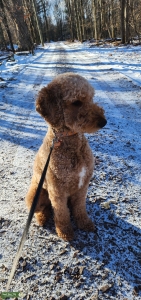 Stud Dogs the United States | Breed Your Dog