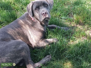 Stud Dogs the United States | Breed Your Dog