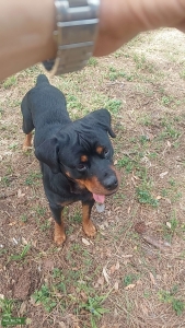 Stud Dogs the United States | Breed Your Dog