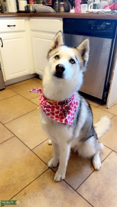 Stud Dogs the United States | Breed Your Dog