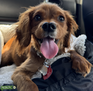 Stud Dogs the United States | Breed Your Dog