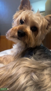 Stud Dogs the United States | Breed Your Dog